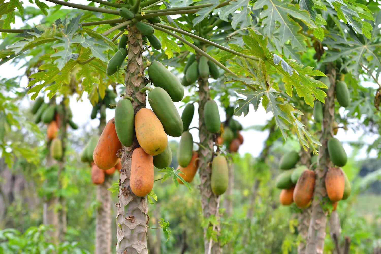 Feature: The need for a Fruit-Centre Agro-Processing Development ...